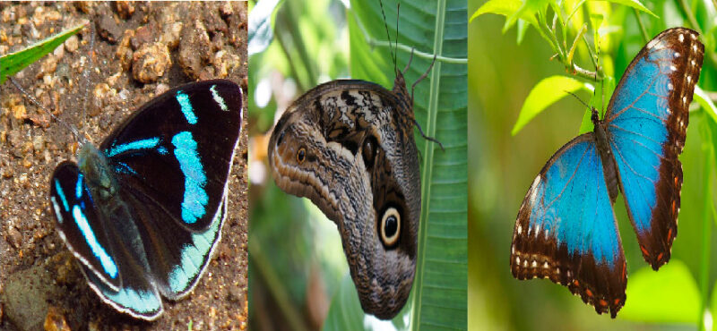 The Amazing House of Butterflies in Machu Picchu